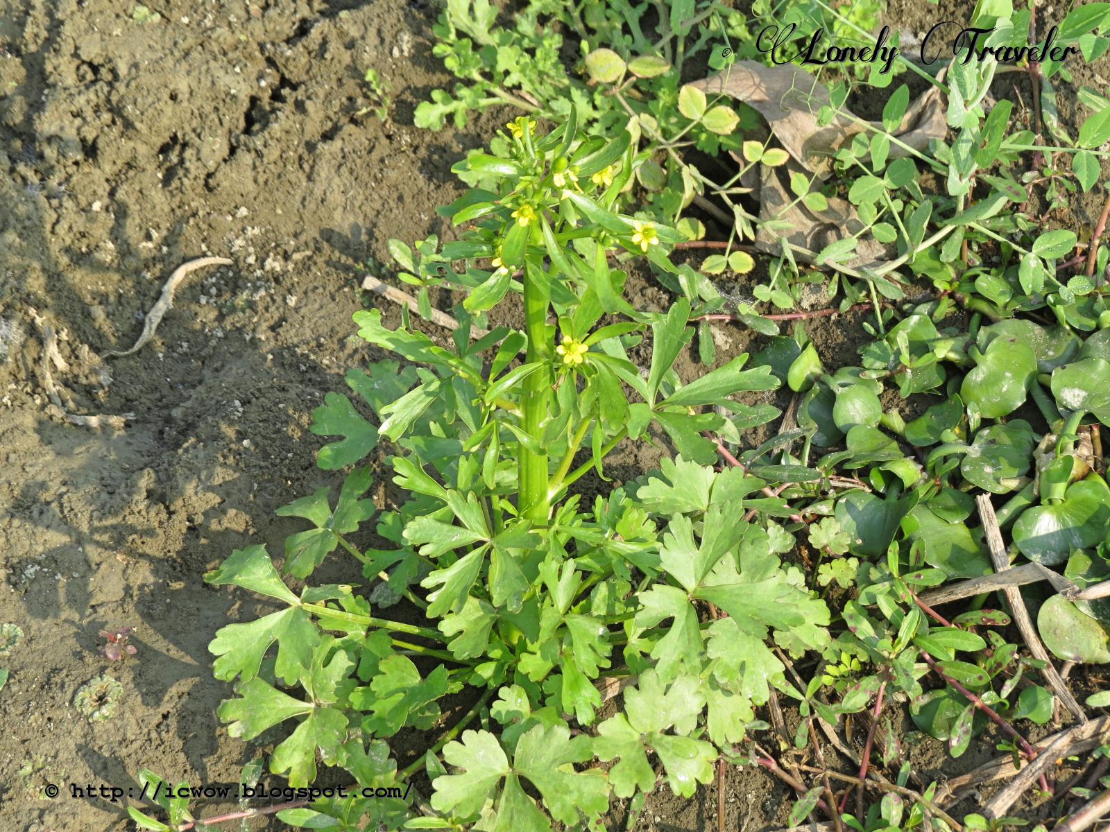 Cursed buttercup - Ranunculus sceleratus