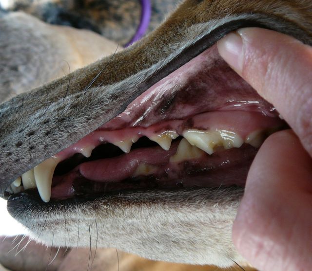NEVER SAY NEVER GREYHOUNDS: Pearly Whites
