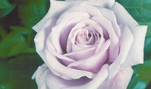 Blue colour rose - Imagui