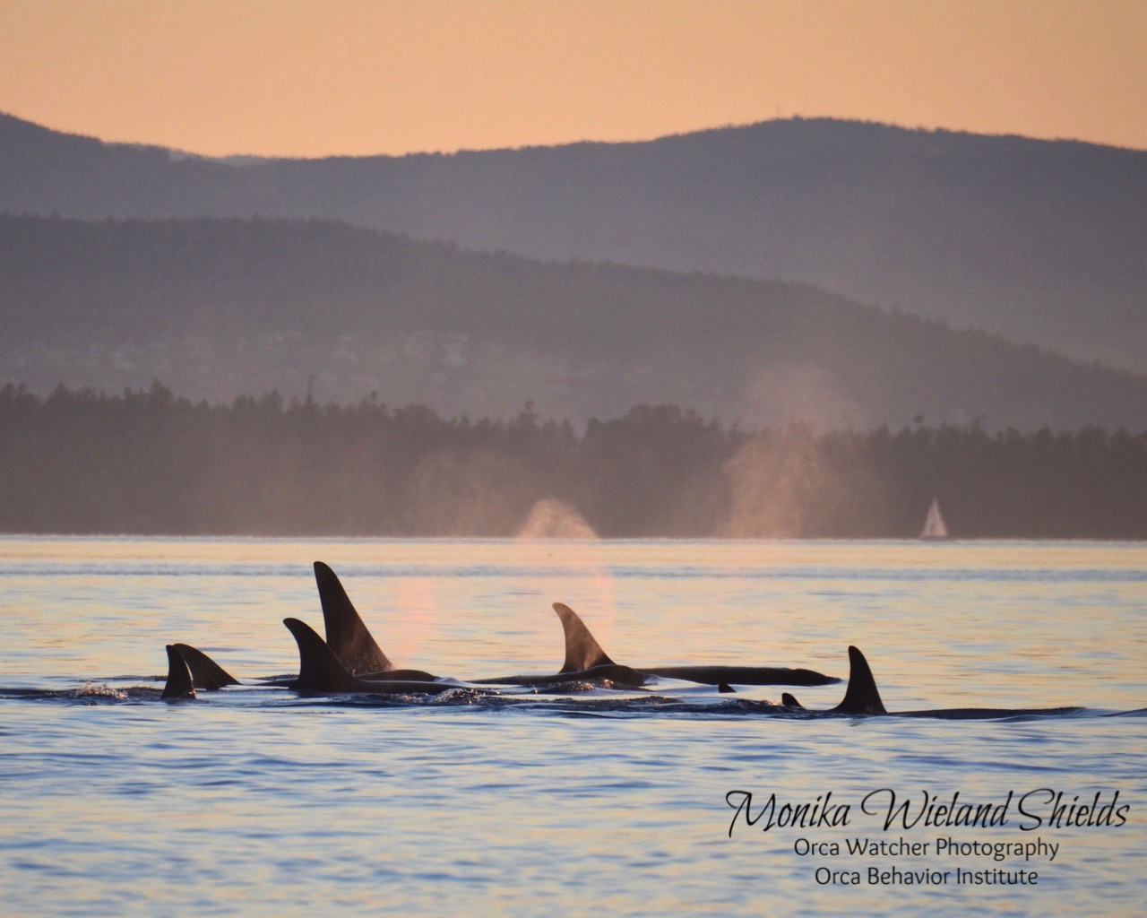 Orca Watcher: A Weekend to Remember: Northern Lights and Sunset Orcas
