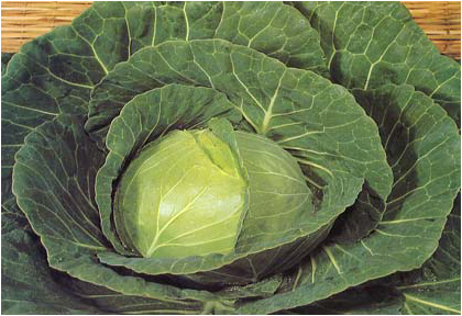 BUDIDAYA KUBIS - TANAM SAYURAN