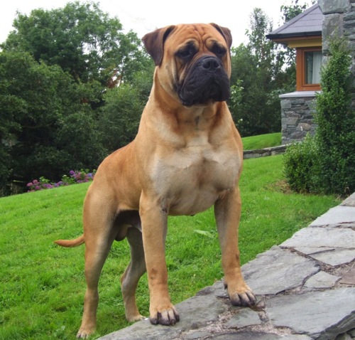 MorsoRosso: I MIGLIORI CANI DA GUARDIA