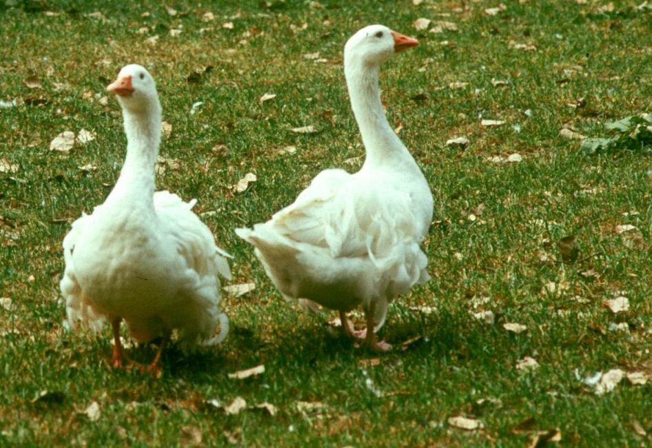 Breed Savers: Sebastopol Geese - The Goose With a Curly "Perm"