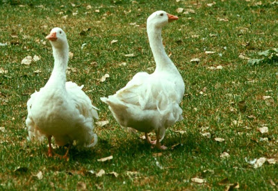Breed Savers: Sebastopol Geese - The Goose With a Curly "Perm"