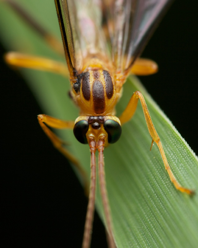 ムシをデザインしたのはダレ？: ハバチヤドリヒメバチ亜科 Netelia (Bessobates) sp.