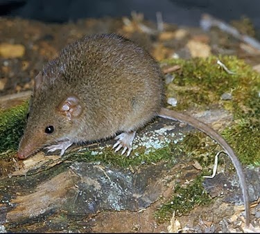 Antechinus Brown Animals | Information & Latest Pictures | The Wildlife