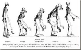 Evolución Del Hombre: Bipedestación