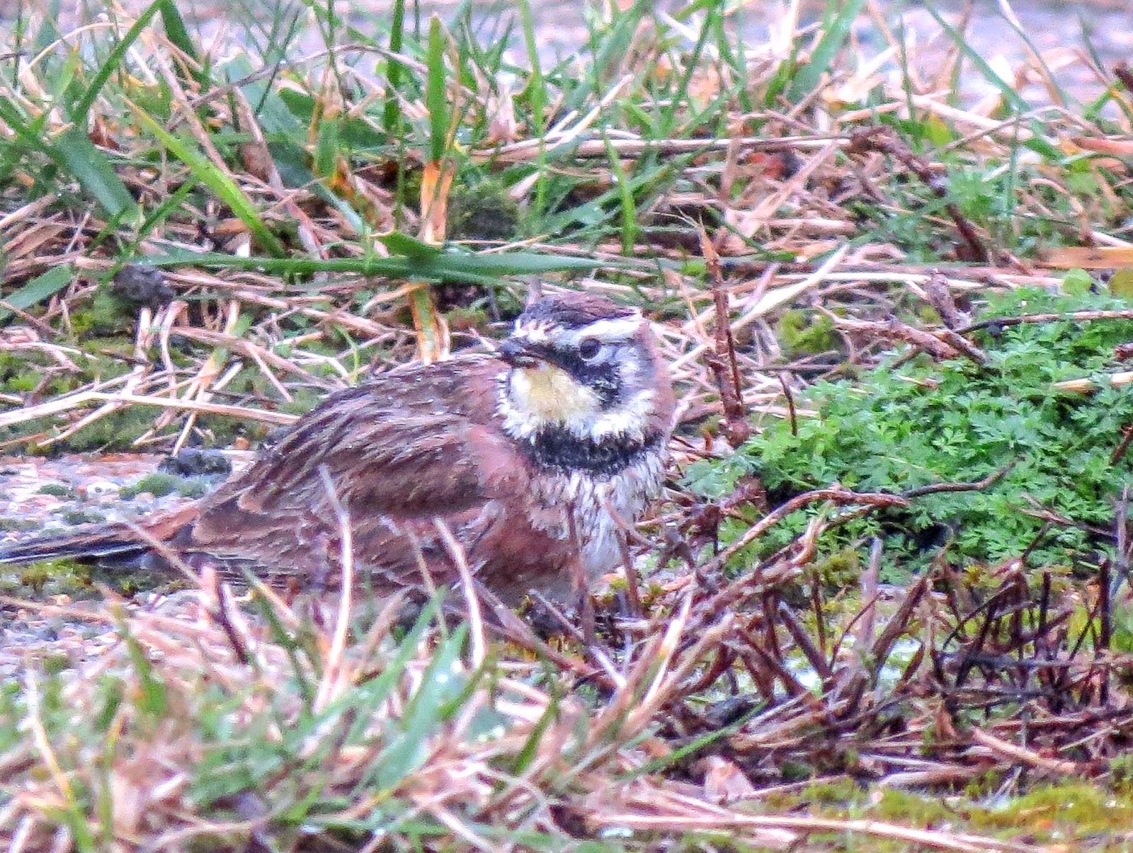 Boatbirder.com: 📖 2018/Update #8 ~ Horned Lark!