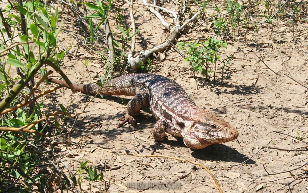 Noticias Destacadas del Paraguay: Tejú guasú respira tranquilo tras ...
