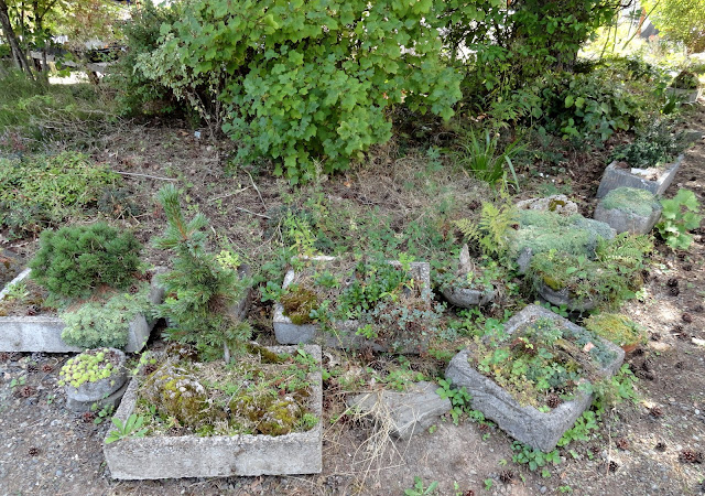 danger garden: Visiting Wild Ginger Farm