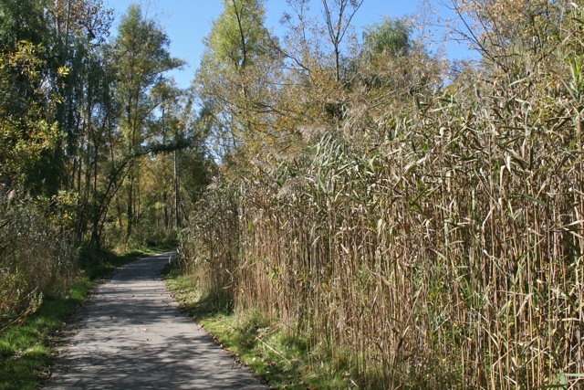 Toronto Fun Places: Morningside Park: Fall colours, fighting fish and ...