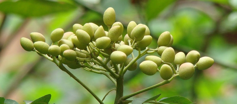 Organic Life Perú: El Árbol de Nim - Organic Life Perú