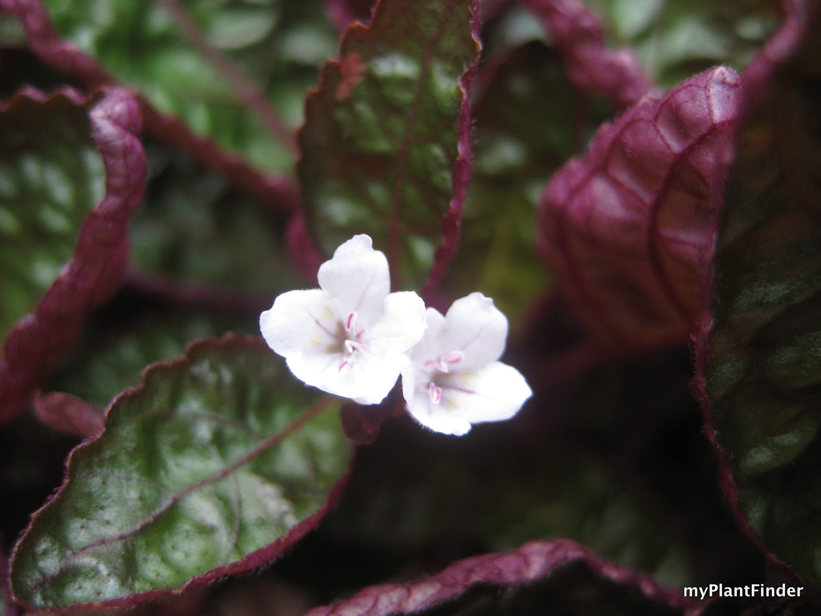 MY PLANT FINDER | Plant Guide: Hemigraphis alternata 'Exotica'