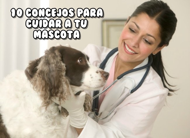 Lo Que Deberías Saber Acerca Del Cuidado De Sus Mascotas 10 Concejos