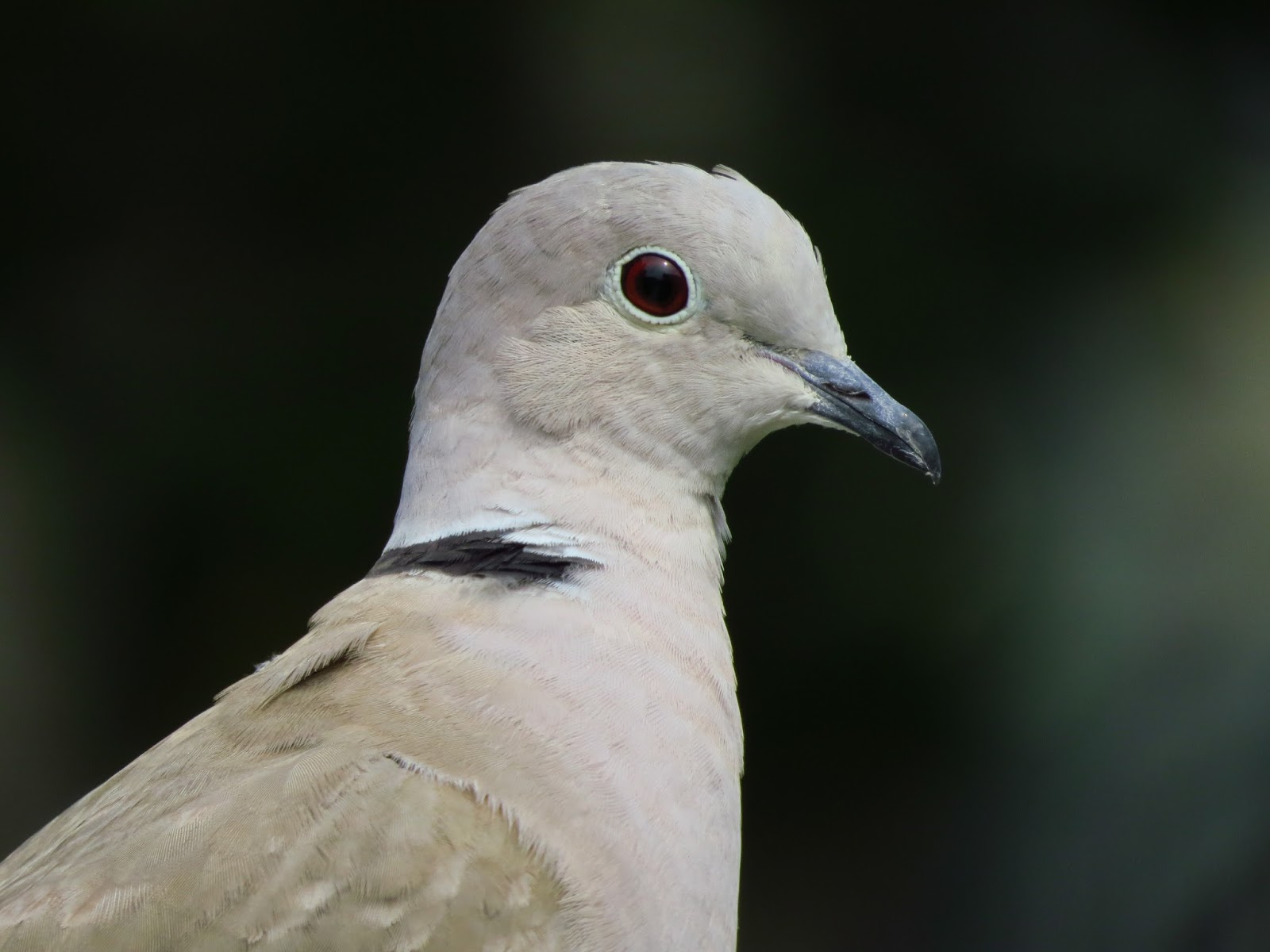 amateurnithologist: Eurasian Collared-Dove