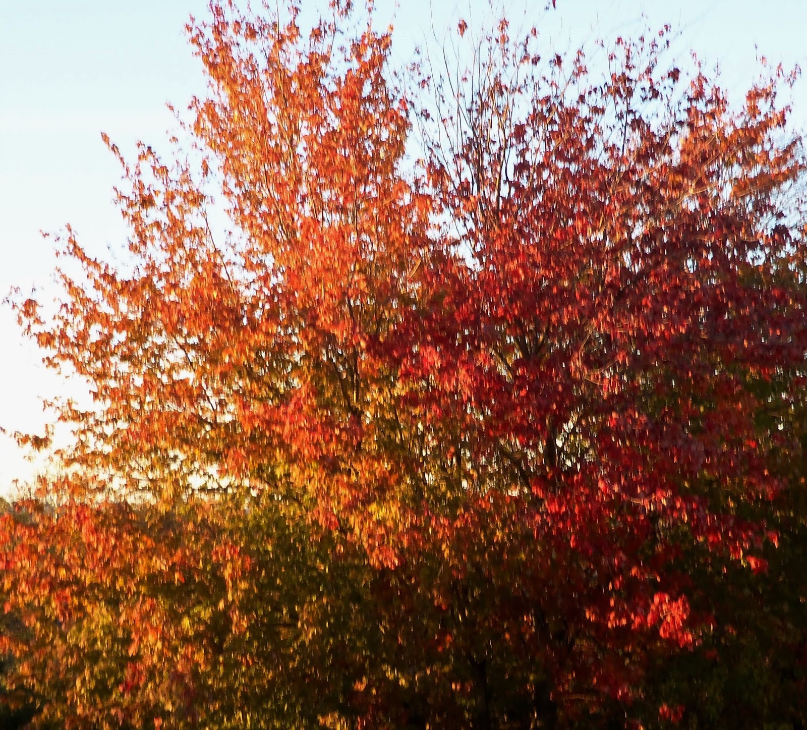 DEBBIE-DABBLE BLOG: October Garden Update