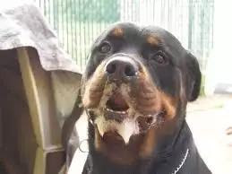 GRAĐANSKI KRUG: Pena party