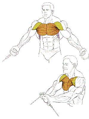 CABLE LOWER CHEST RAISE ~ ALL FITNESS