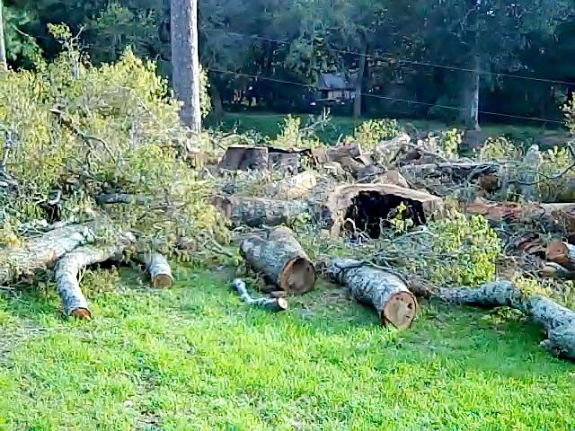 Termite Damaged Oak Tree Cut Down