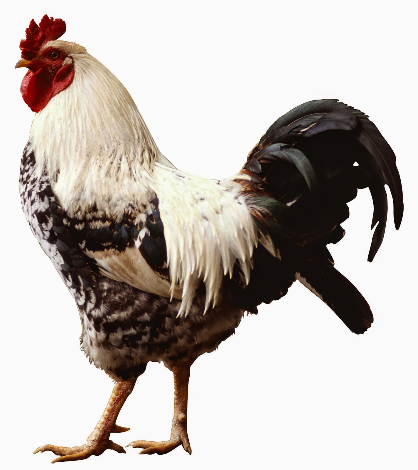 Cid Marcus: MITOLOGIAS DO CÉU - MARTE (4)