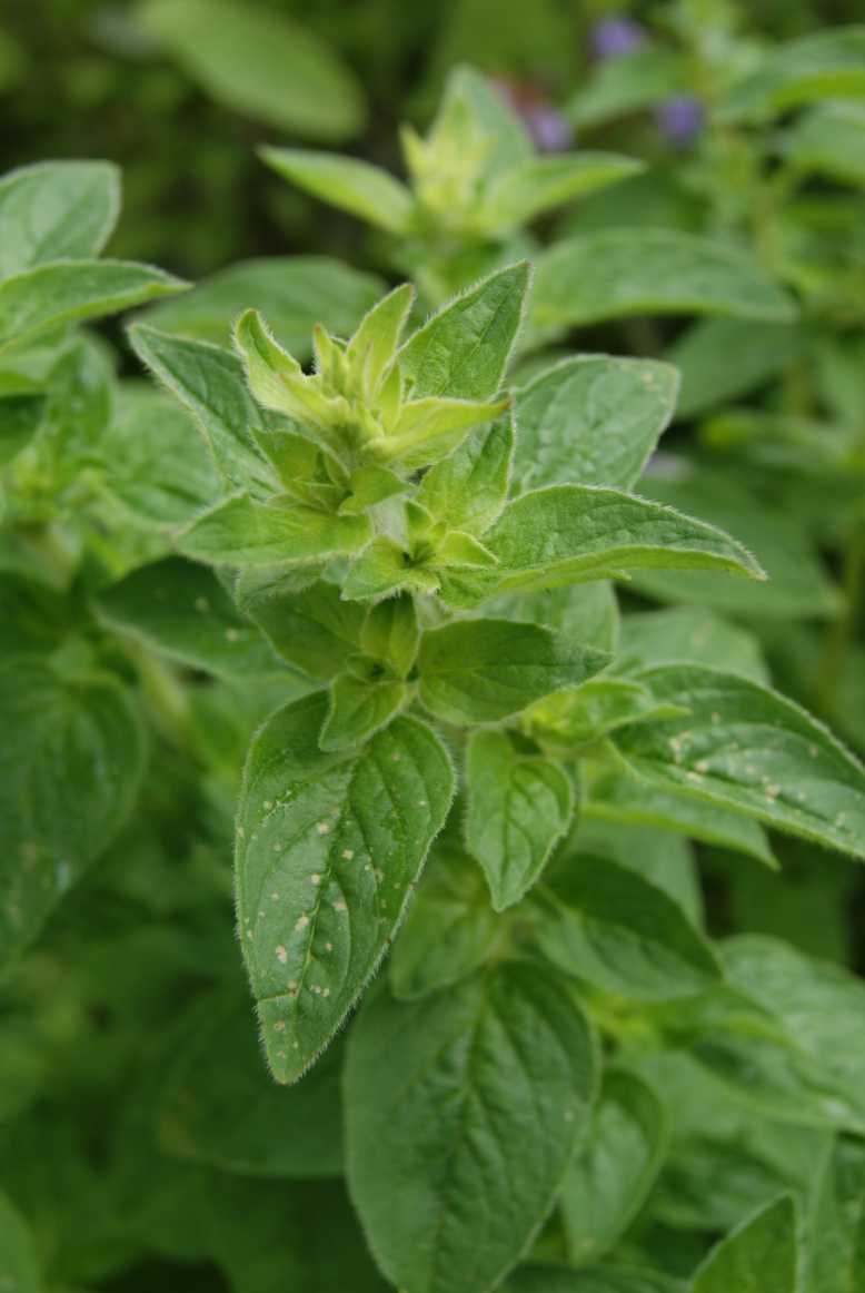 From Sweden with Love: Kruidjes