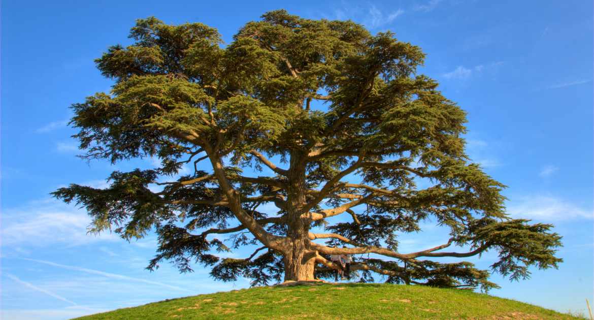 La familia pinaceae: el pino y el cedro - Biología