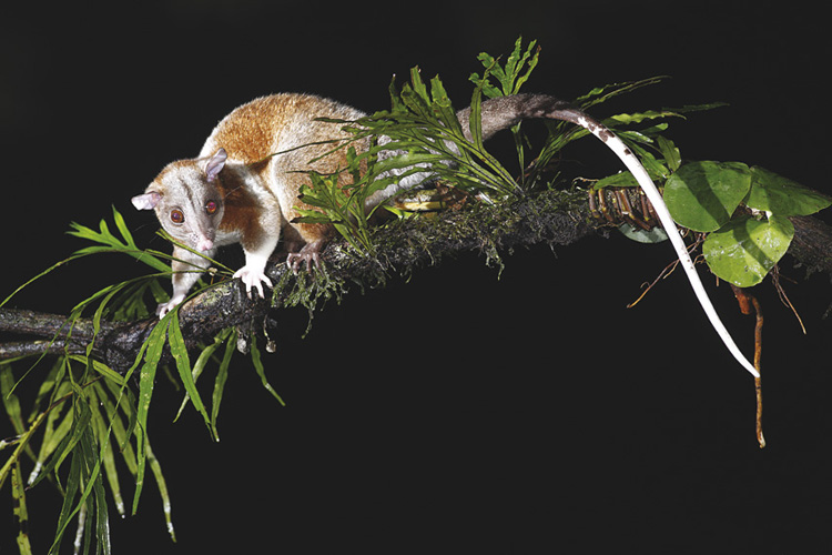 ECOSISTEMAS DE COSTA RICA: RESERVA BIOLÓGICA HITOY CERERE
