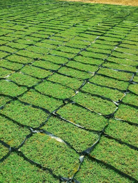 Penanaman Pelbagai Jenis Rumput - Purba Garden And Landscaping