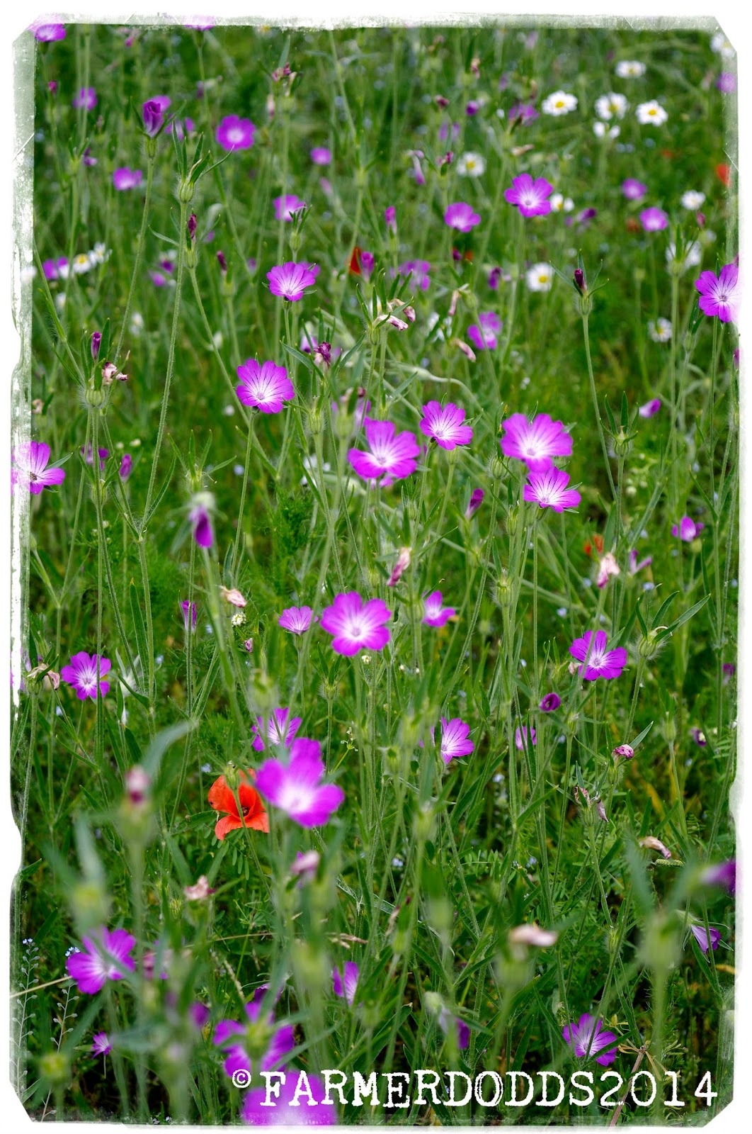NATIVE BRITISH HERBS: A