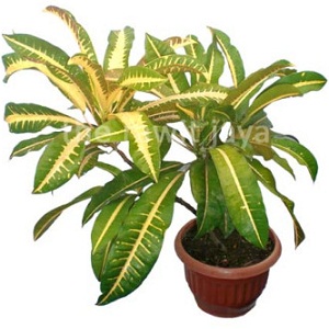 Tanaman Puring (Codiaeum variegatum) - Ganesha Flora Bali