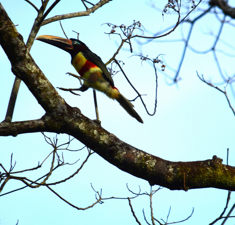 TRAS EL VUELO DE LAS AVES: NATURALEZA COLOMBIANA ( DEPARTAMENTO DEL META )