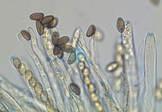 The MycoKey Mycelium blog: A surprising mass fruiting of Monilinia ...