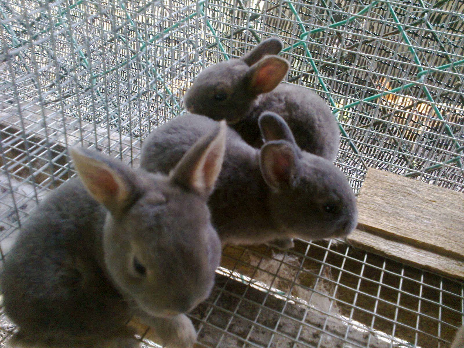 Arnab Pedaging Dan Hiasan: Castor Mini Rex-