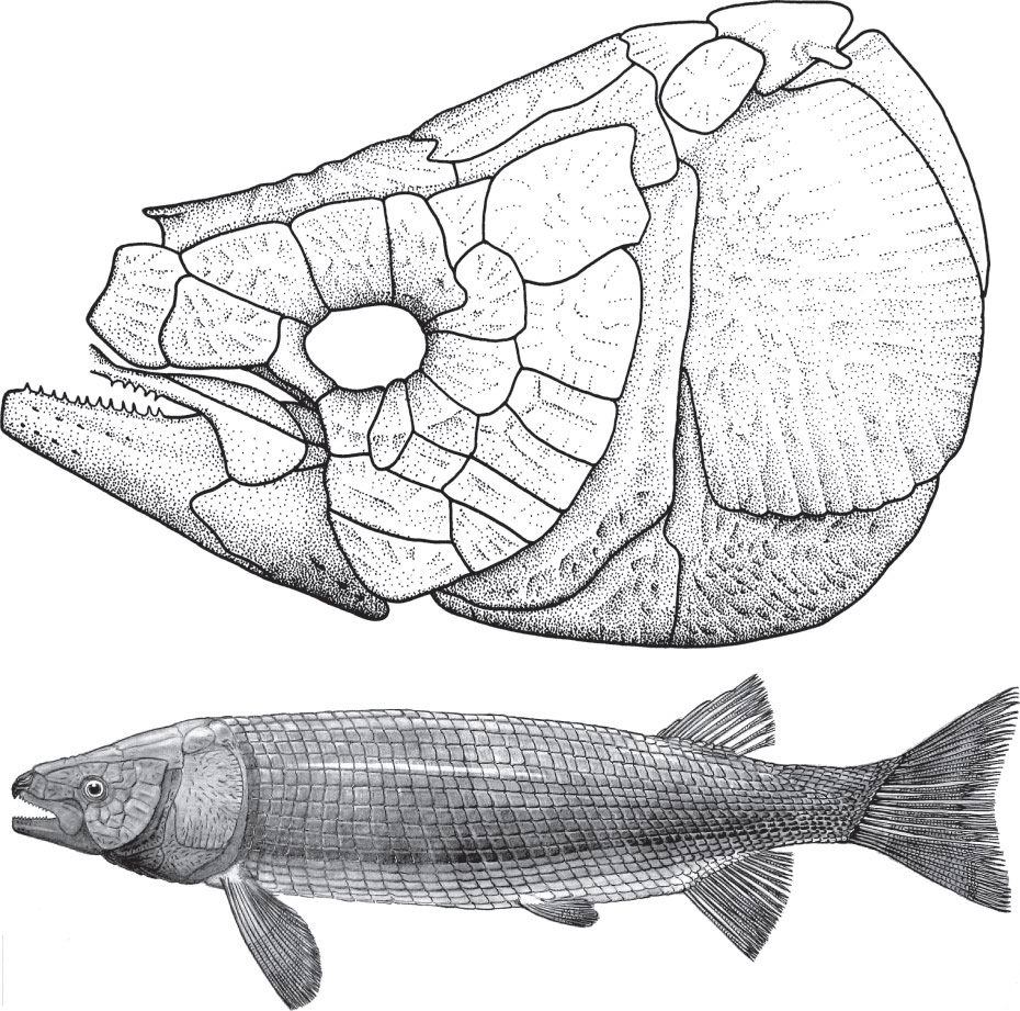 Species New to Science: [PaleoIchthyology • 2006] อีสานอิกธิส พาลัสทริส ...
