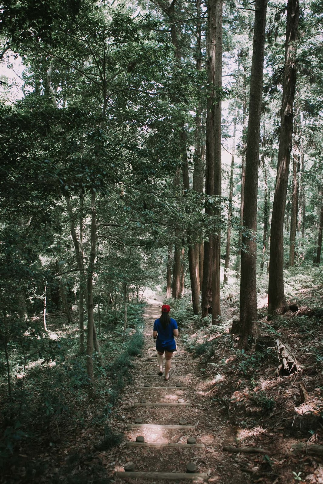 A Walk in Totoro's Forest - Sayama Hills Day Trip from Tokyo ...