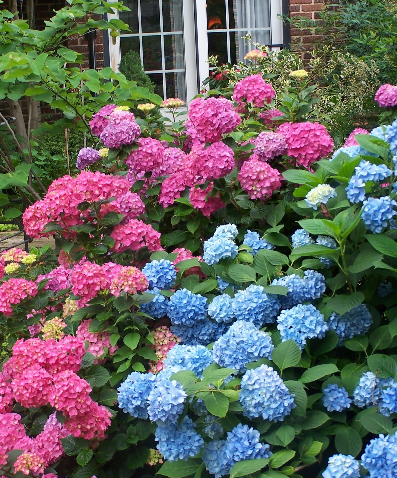 P O T A G E R: Propagating Hydrangeas from Rooted Cuttings