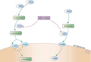 OBAT ACE INHIBITOR ~ Health Study Club