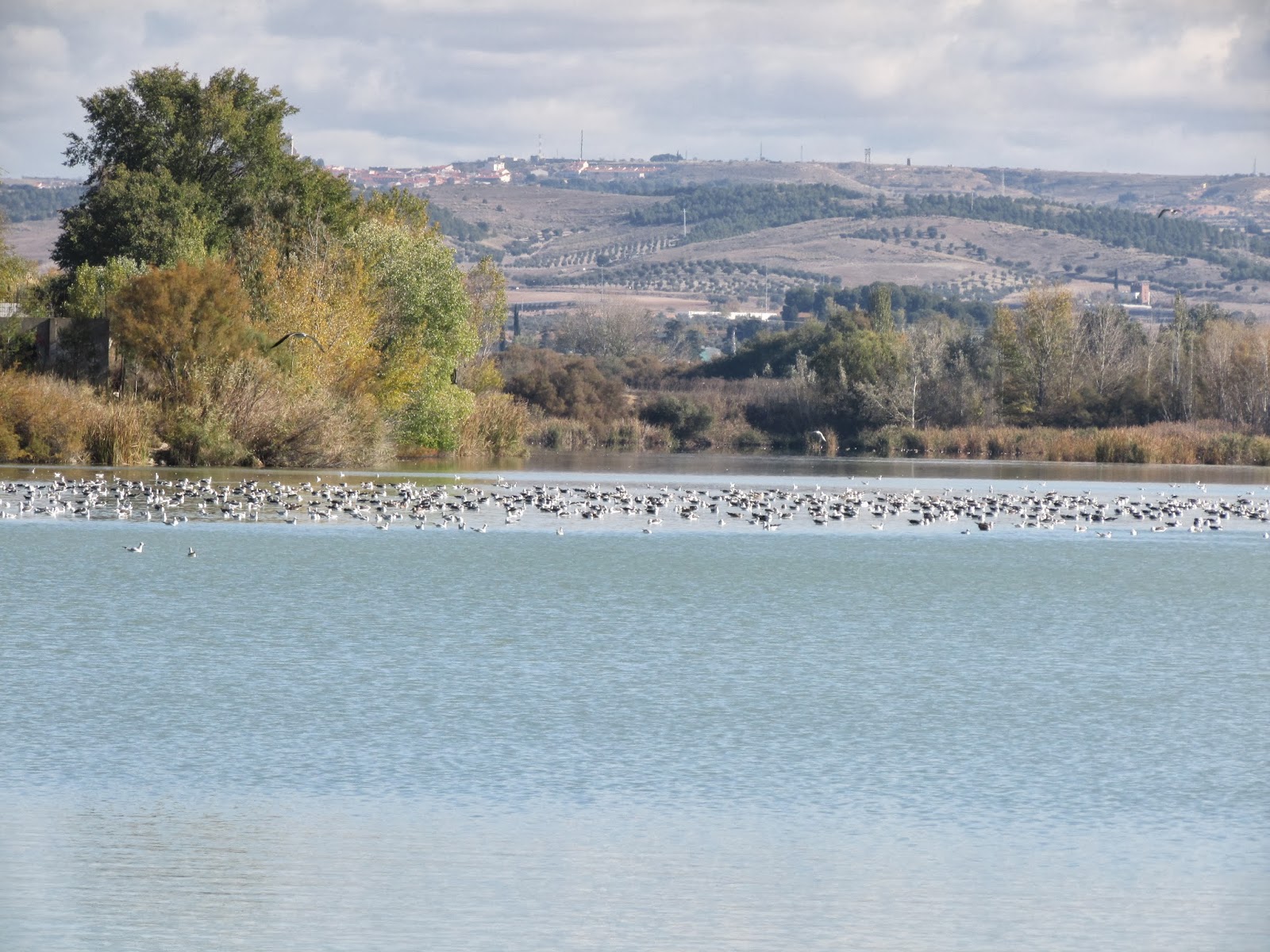 De campo por el Parque regional del sureste madrileño: Paseo otoñal y ...