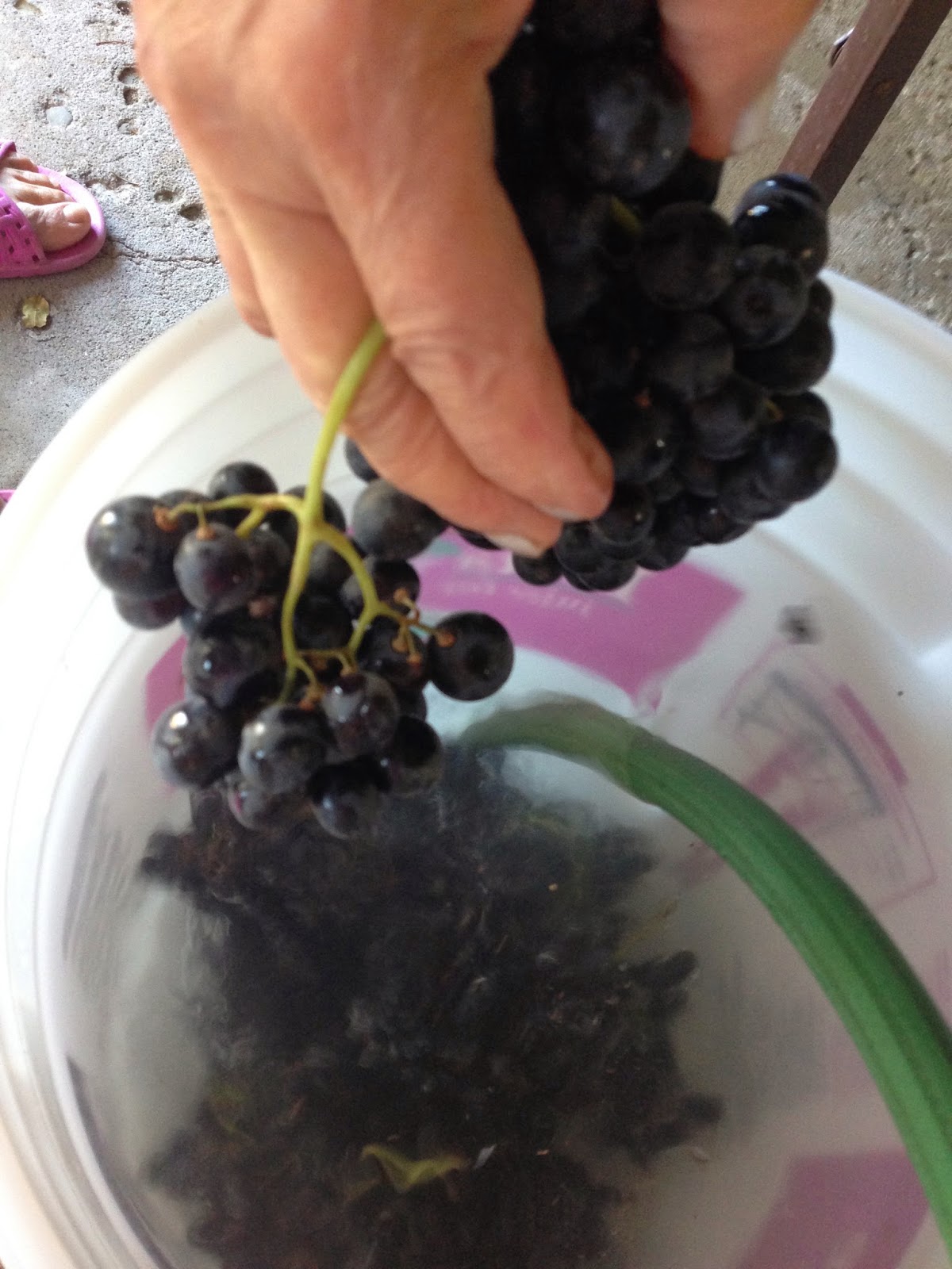 With Love... From Nonnina's Kitchen: Homemade Grape Conserva