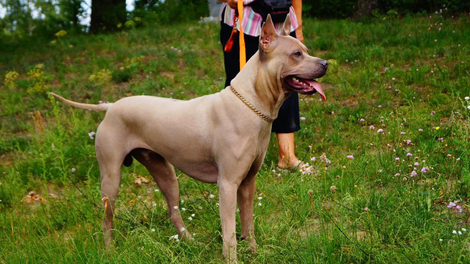 Thai Ridgeback Dog: Thai ridgeback dog na letnim spacerze
