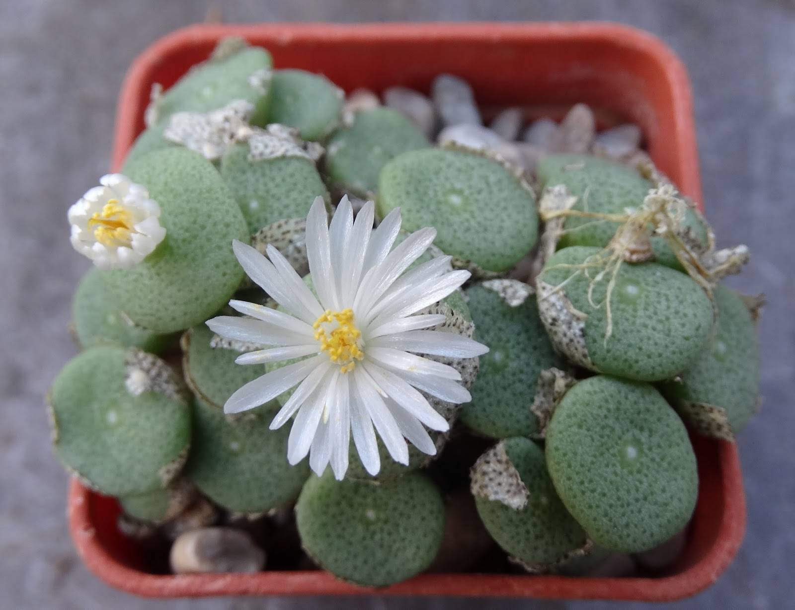 Succulent Sundae: CONOPHYTUM RICARDIANUM