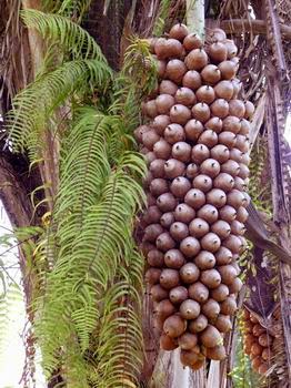 Babaçu com farinha: O côco babaçu - a origem do blog