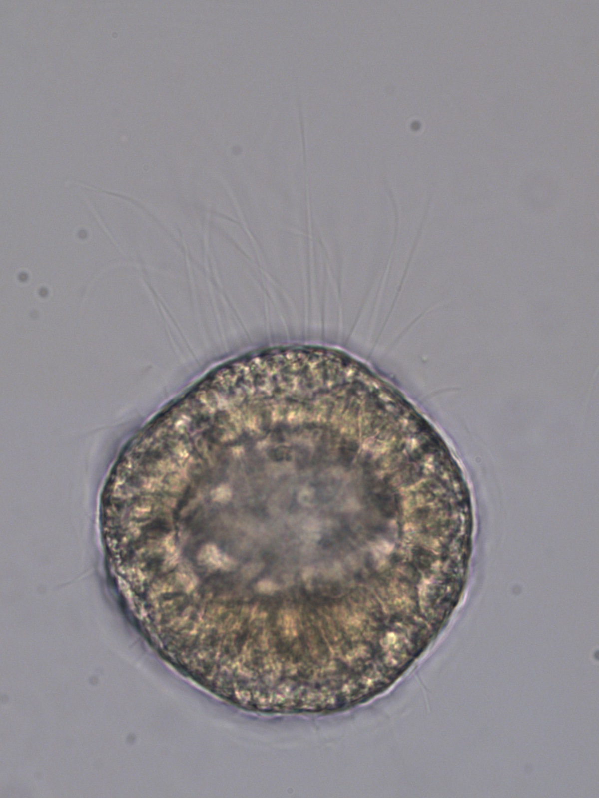 Gastrula Microscope