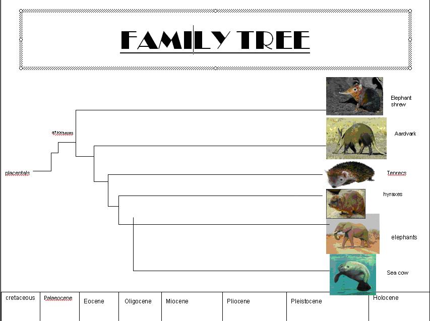 Elephant Evolution: Family Tree