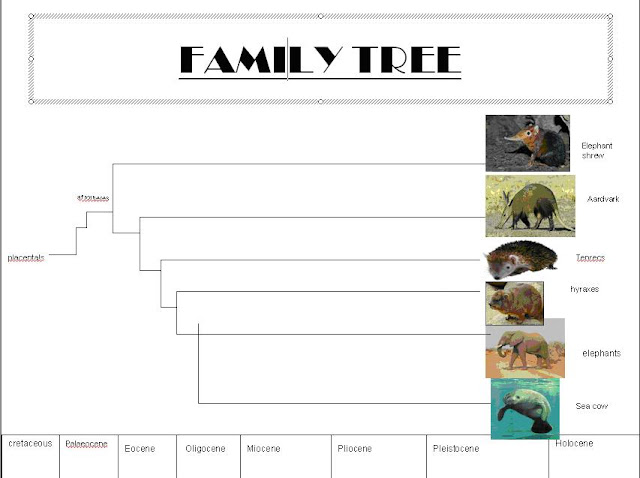 Elephant Evolution: Family Tree