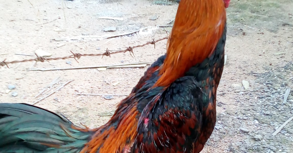 Ayam Pama Kacukan: Pakoy Trad — Bapak Botak Line + Uban Line