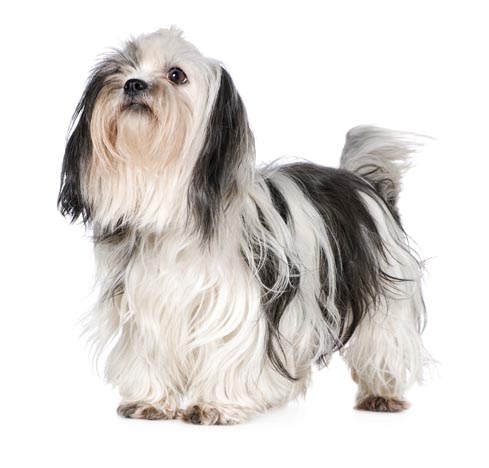 Perro chizu - Imagui