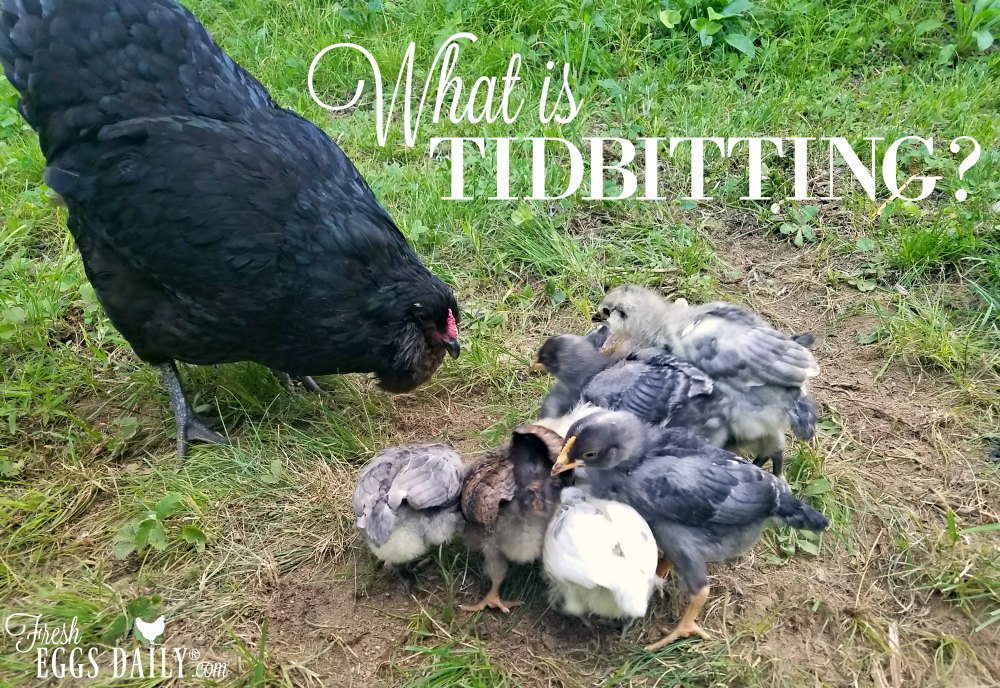 Tidbitting | What It Is and Why Do Chickens Do It - Fresh Eggs Daily ...