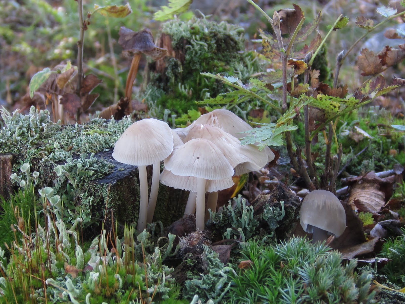 Hantverkarglädje : Variation i svampvärlden