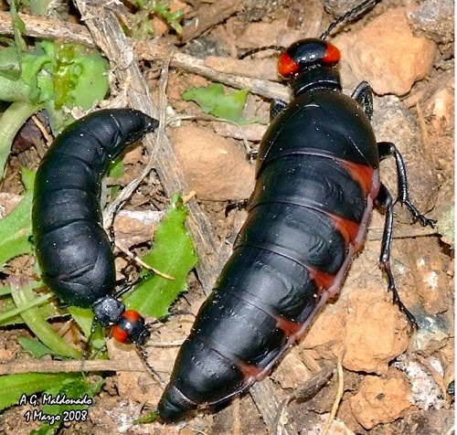 Biodiversidad Costa Granadina y ... (Fauna): Aceitera real ...